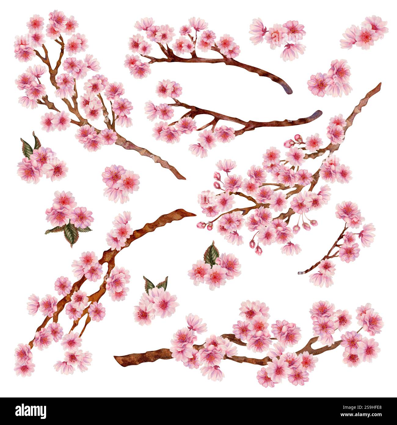 Pink cherry blossom branches for Japanese Hanami cherry blossom ...