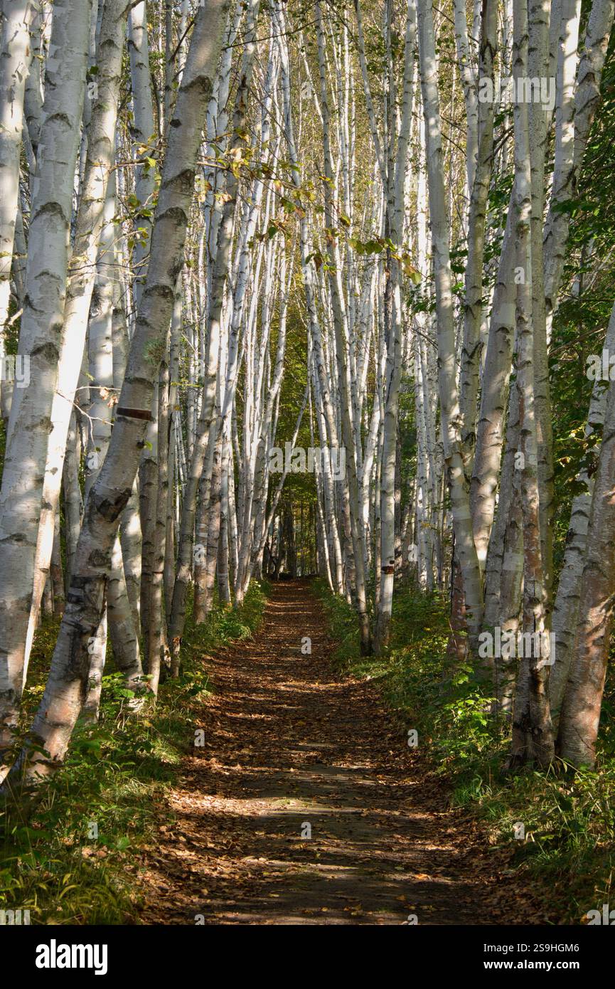 Path through autumn birch hi-res stock photography and images - Alamy