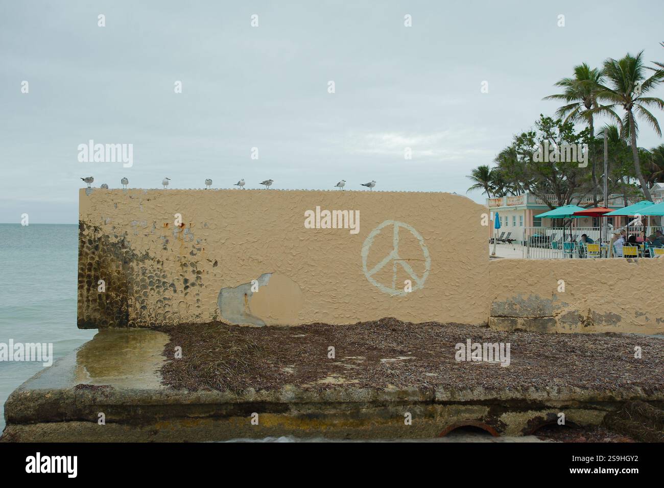 Leading line seaweed on boat ramp to the ocean horizon. Palm trees in ...