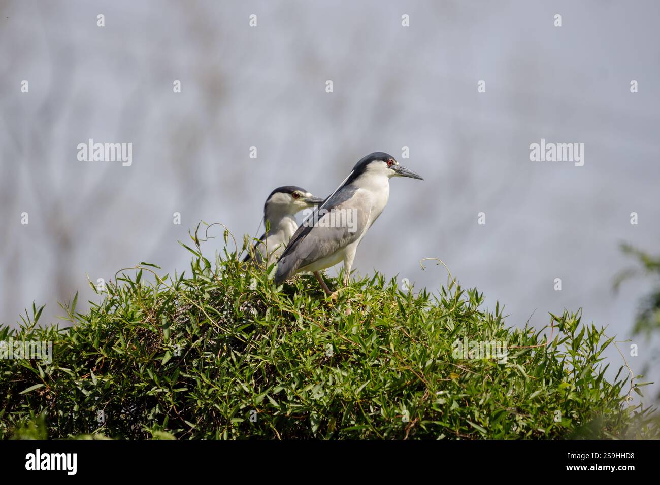 Two Black-crowned Night Herons (Nycticorax nycticorax) perched on a ...