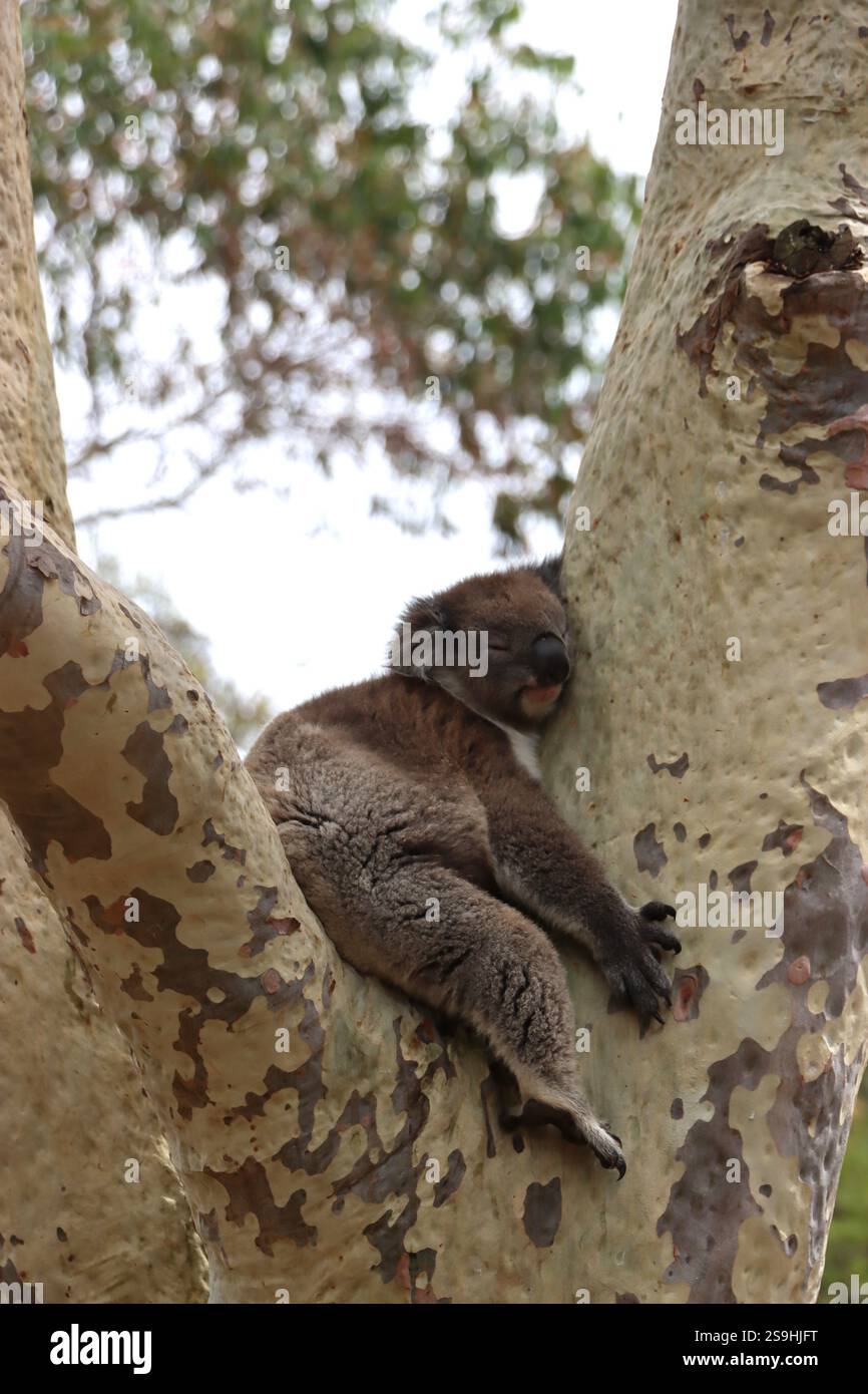 Tower hill wildlife reserve koala hi-res stock photography and images ...