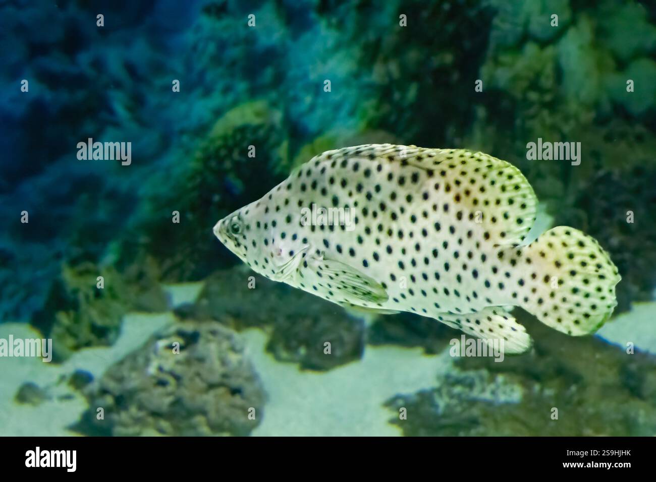 The humpback grouper, Cromileptes altivelis, grows up to 70 cm Stock ...