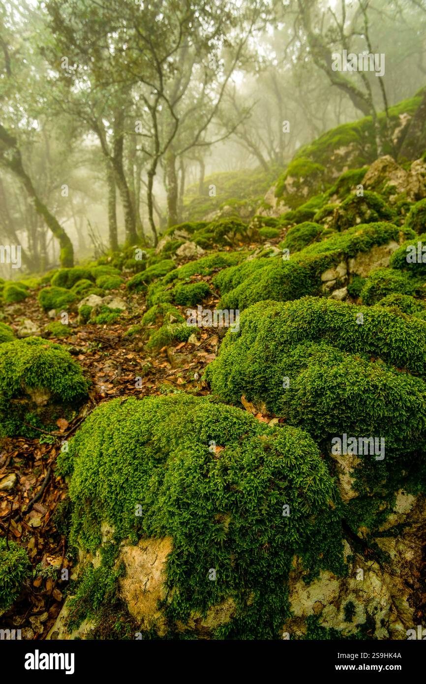Green lichen on stones, misty holm oak forest of Mola de Planicia, Banyalbufar, Sierra de ...
