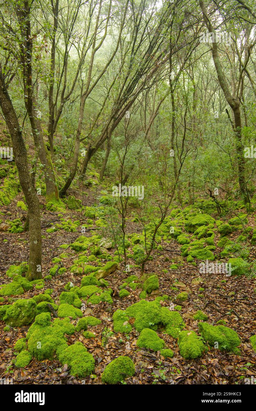 moss in the undergrowth of the holm oak forest, Coma Gran, Bunyola ...