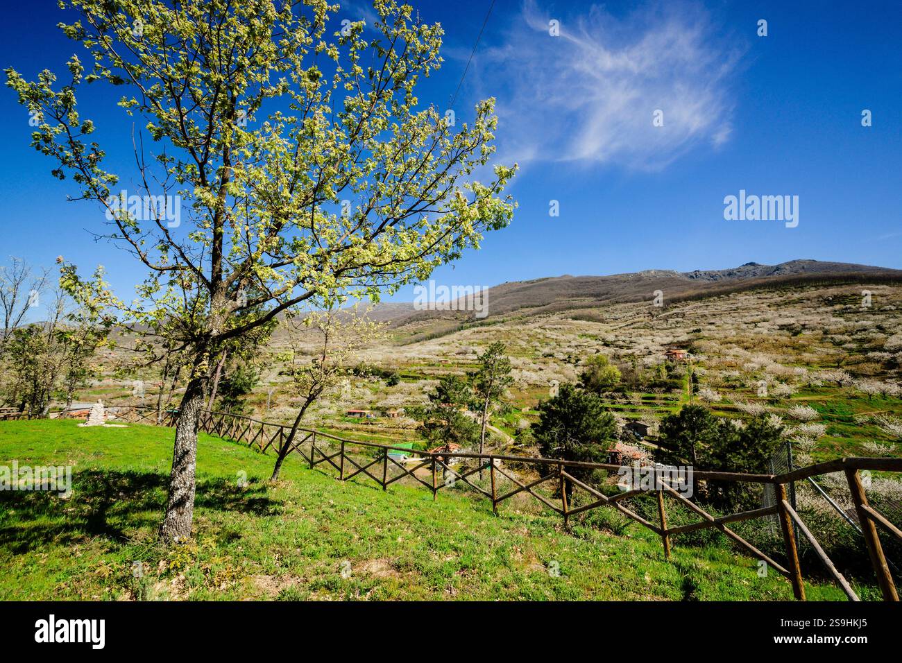 Jerte flores blancas hi-res stock photography and images - Alamy