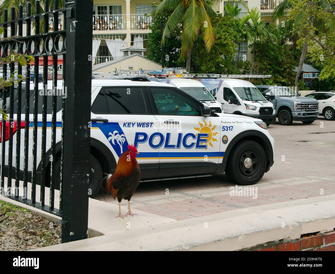 Red rooster standing on curb left of black steel fence with Police Car ...