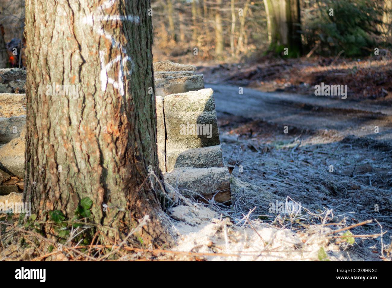 Close up of log trunks pile. Sawn and marked trees from the forest ...