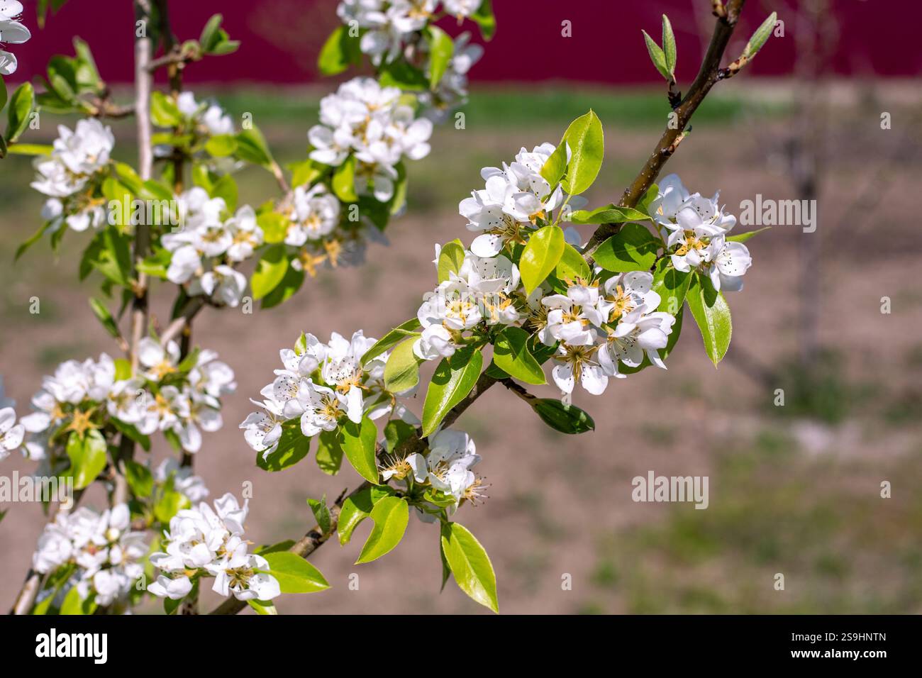 Flowering of a young pear tree of the Abbot variety in the garden in ...