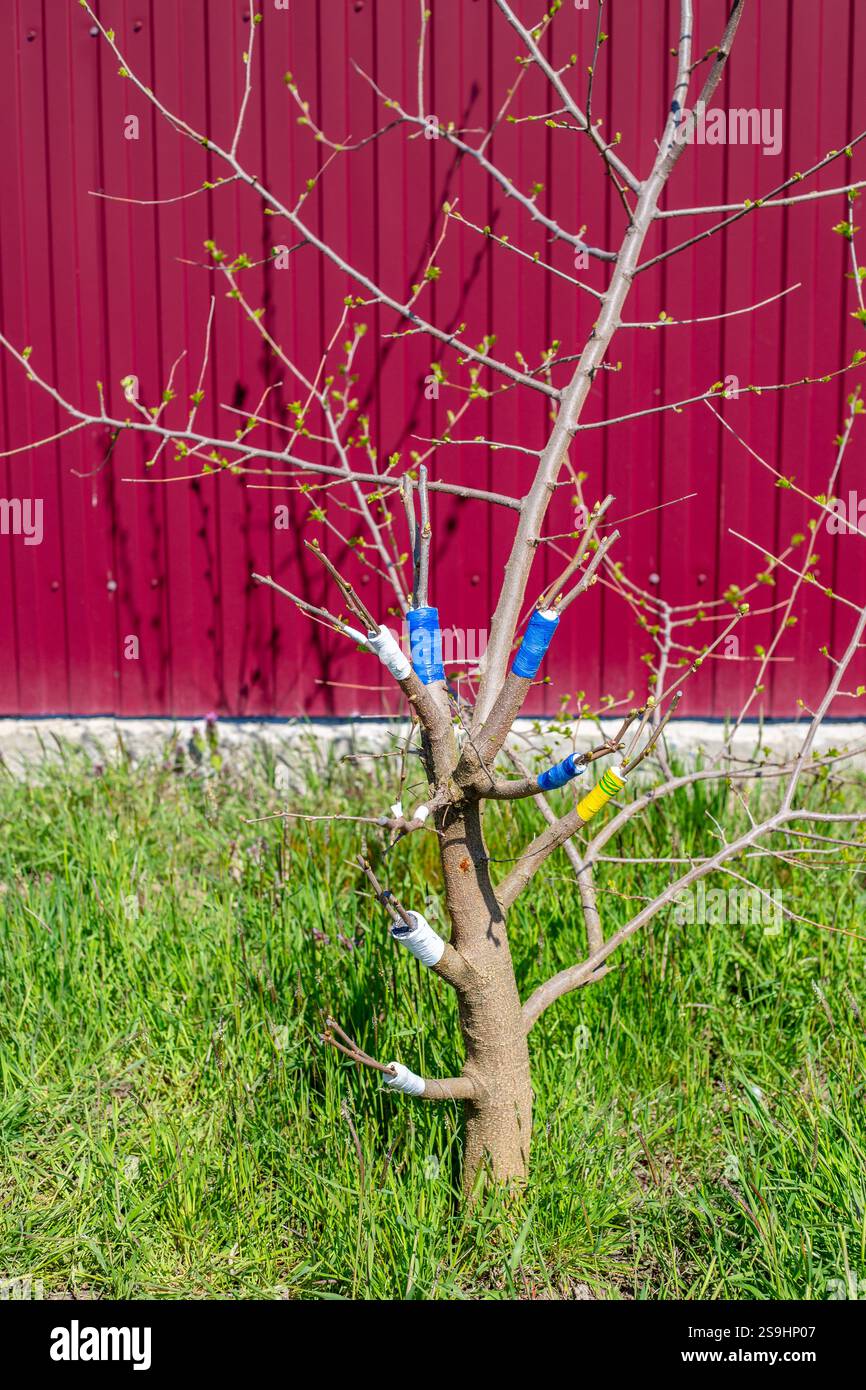 Methods of grafting hi-res stock photography and images - Alamy