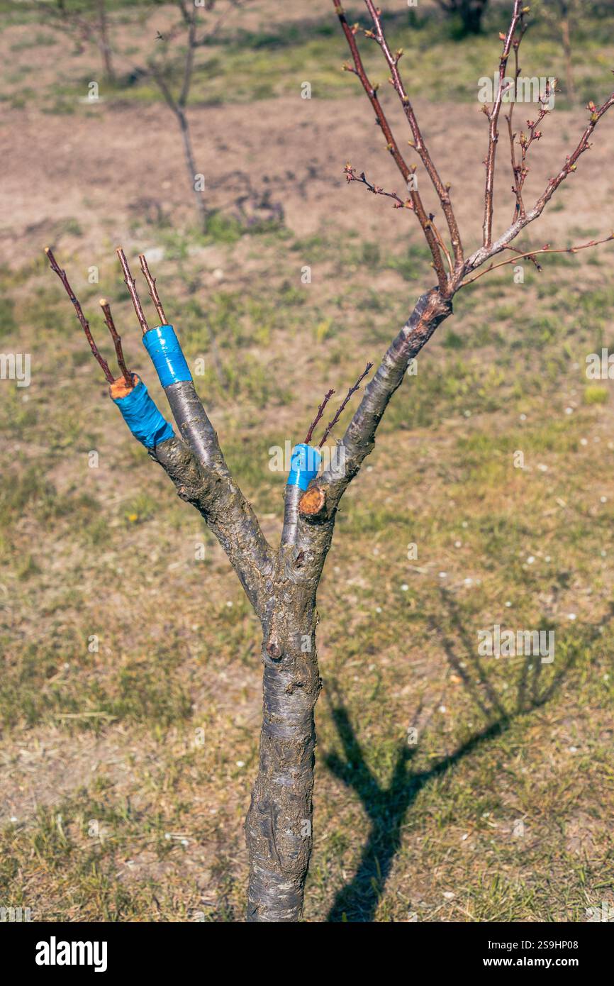 Grafted apricot tree onto plum using the cleft method. Scion and ...