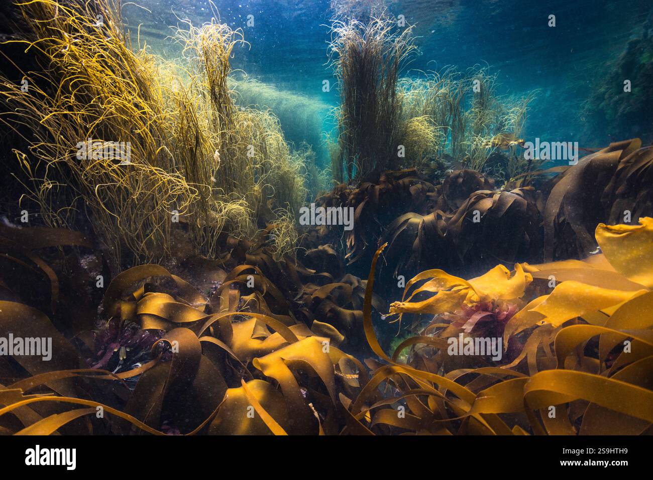 Various seaweeds, including kelps and thong weed, growing in shallow ...