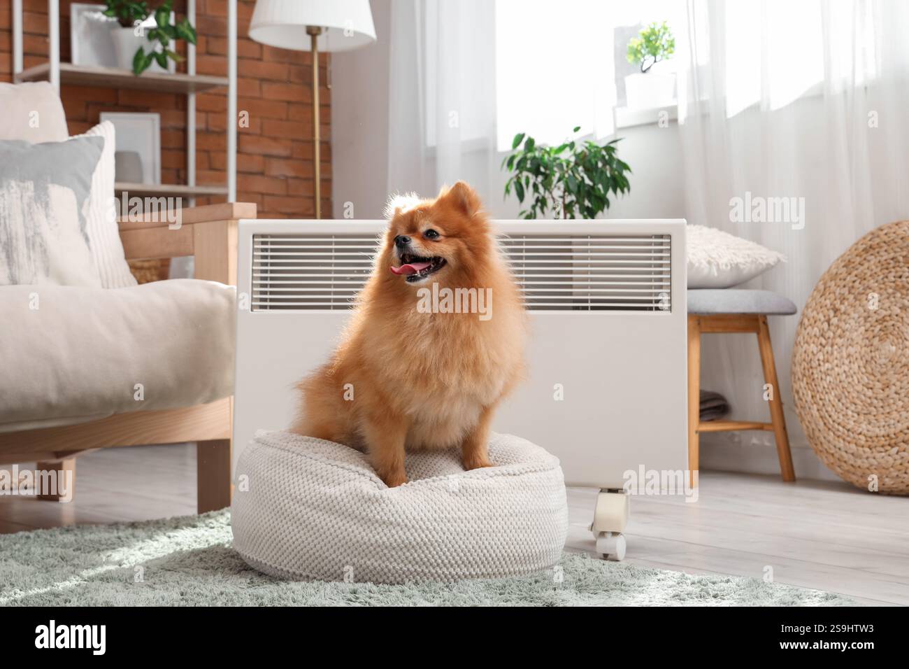 Cute Pomeranian dog on pouf near electric convector heater at home ...