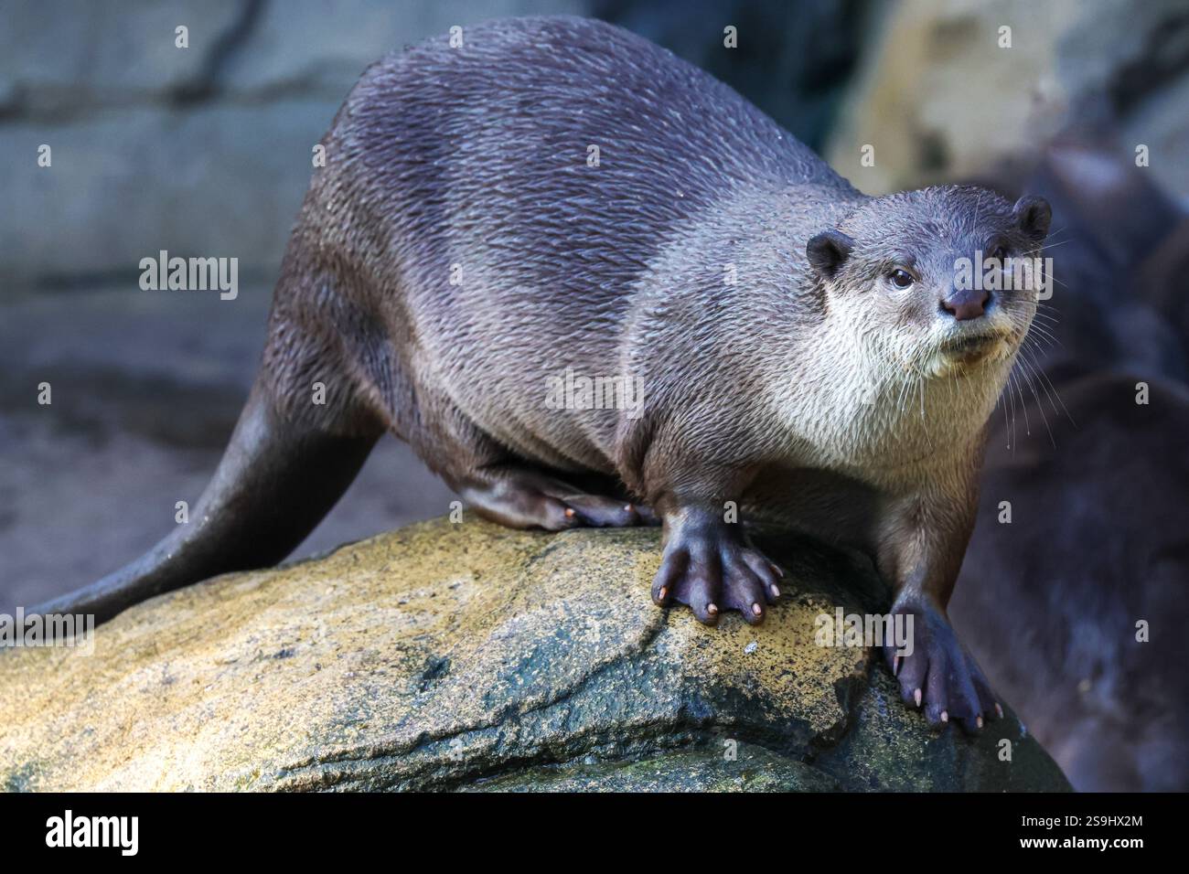 Smooth-coated Otter at Colchester Zoological Society Stock Photo - Alamy