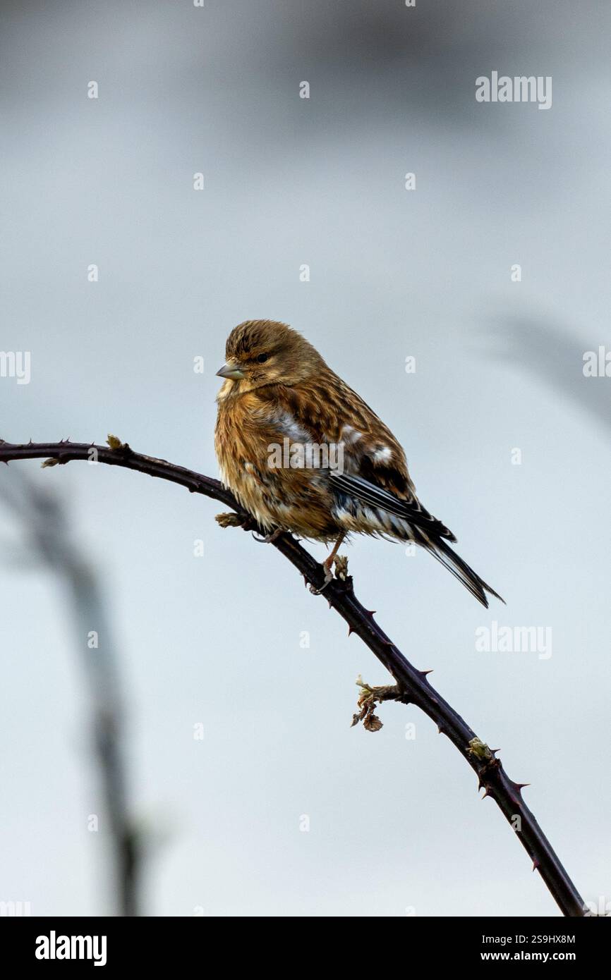 Female Linnet, a small finch feeding on seeds, spotted in the ...