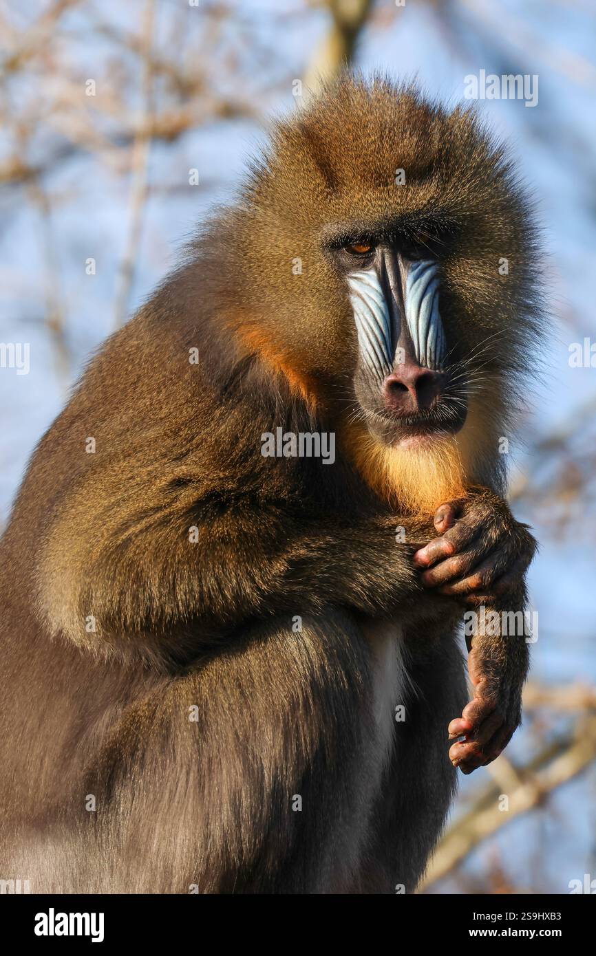 Monkeys at colchester zoo hi-res stock photography and images - Alamy