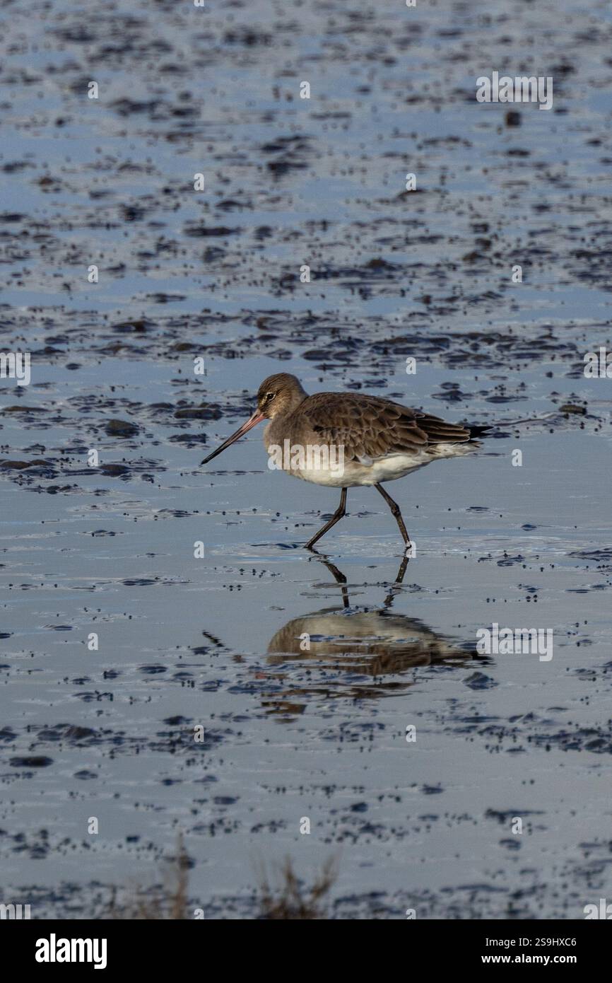 Black-Tailed Godwit, a wader feeding on worms and insects, seen at Bull ...