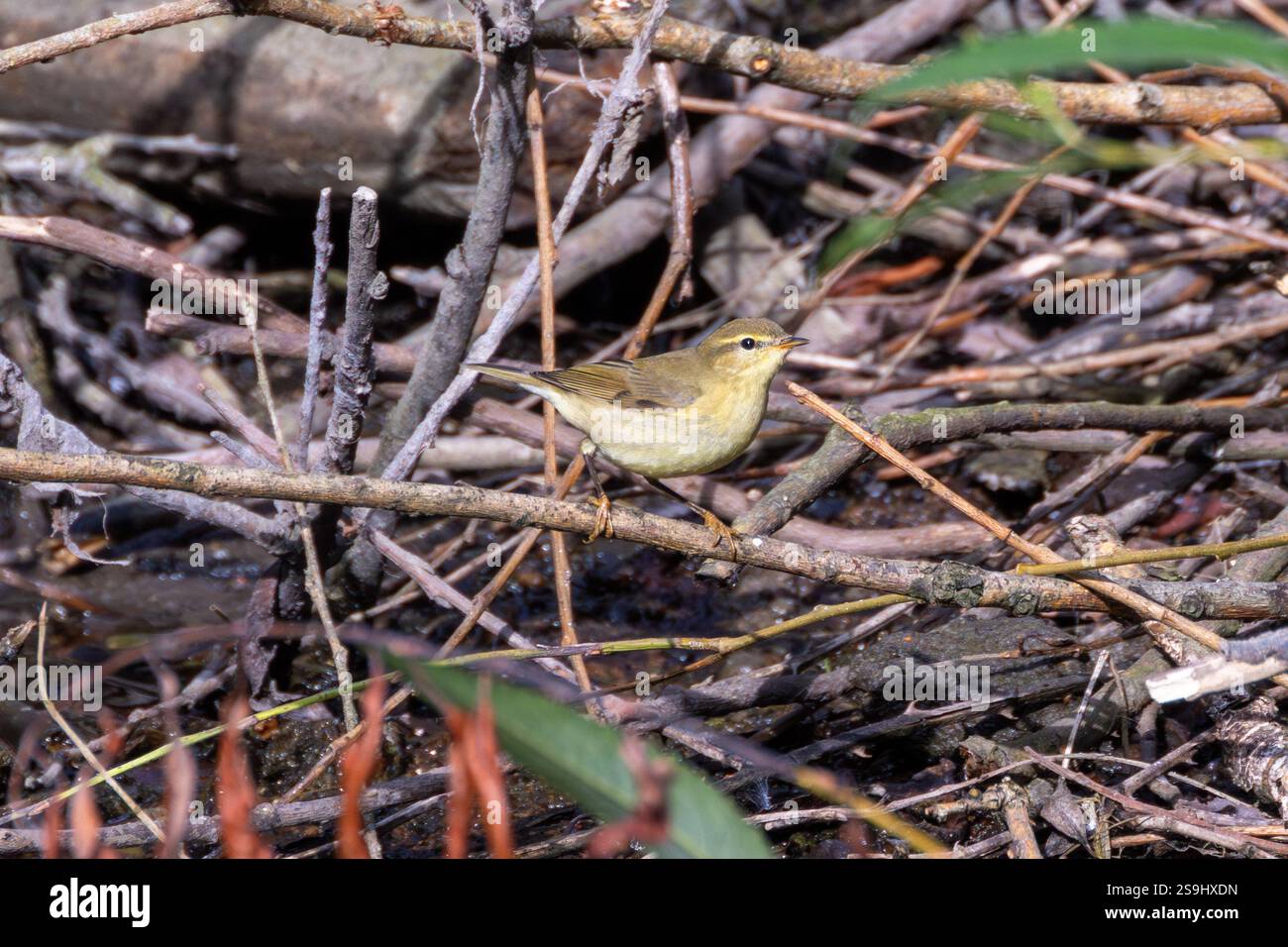 Willow Warbler, a small insectivorous bird with a melodic song, seen at ...