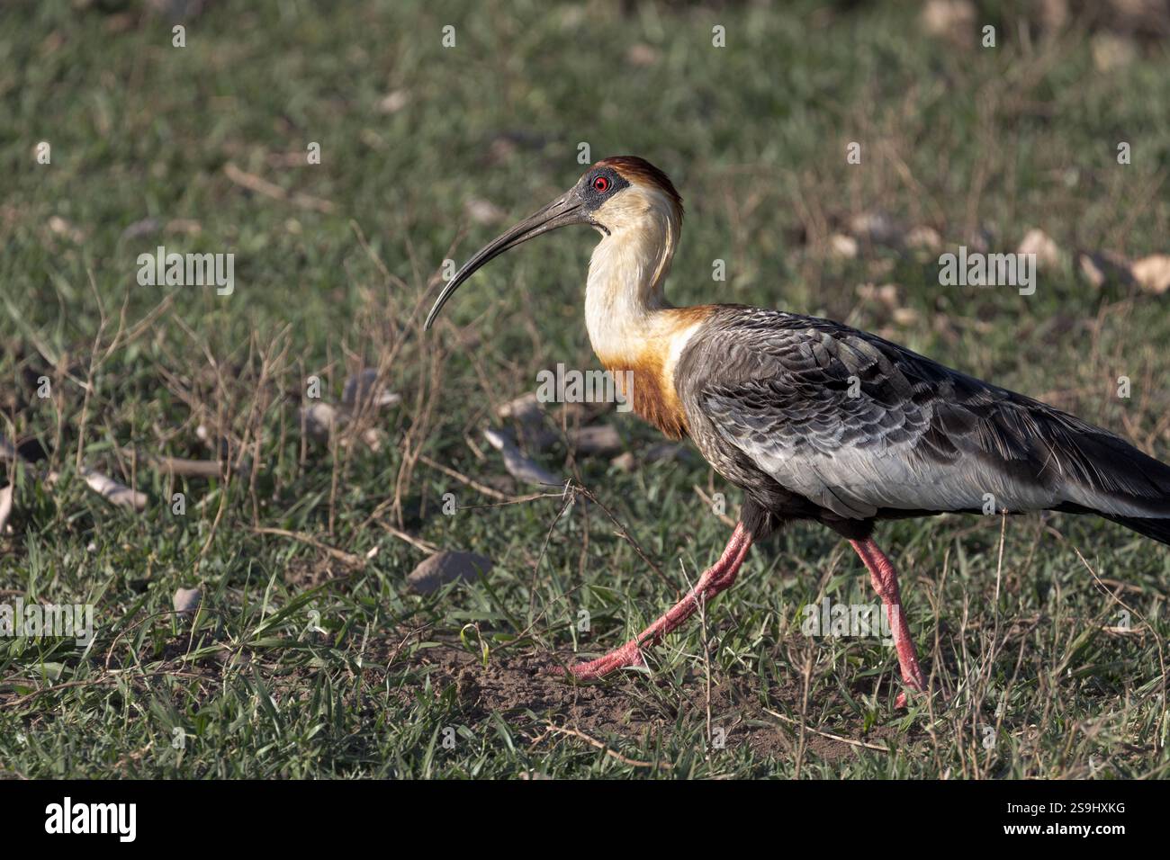 Buff-necked ibis (Theristicus caudatus) foraging in grassland savanna ...