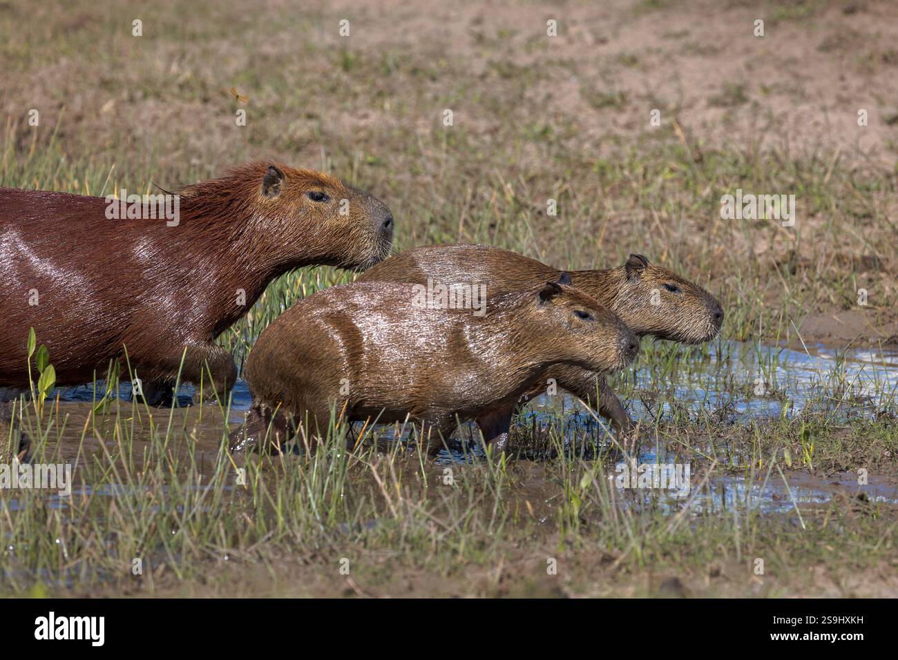 Capybara (Hydrochoerus hydrochaeris), world's largest living rodent ...