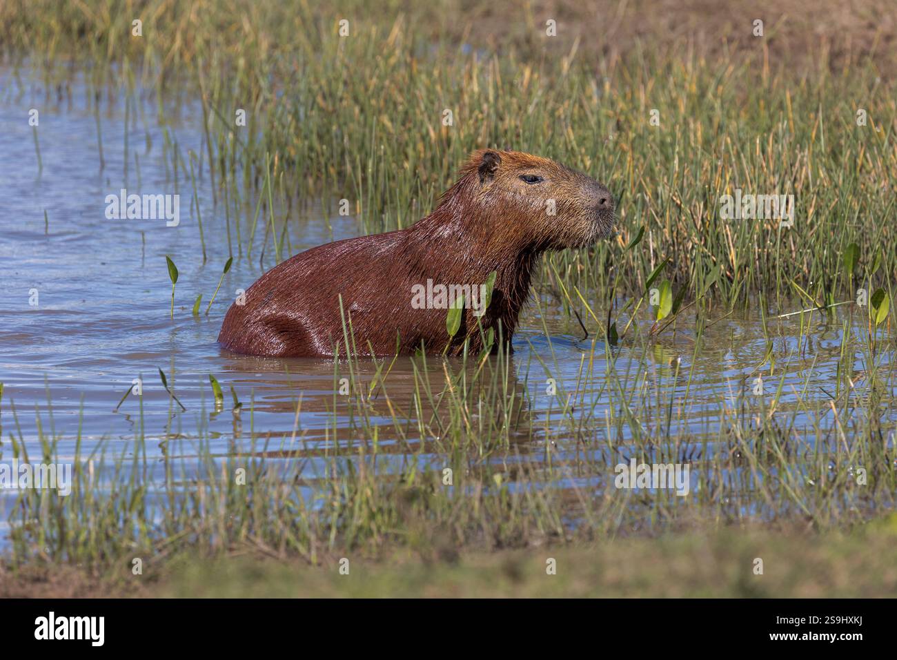Capybara (Hydrochoerus hydrochaeris), world's largest living rodent ...