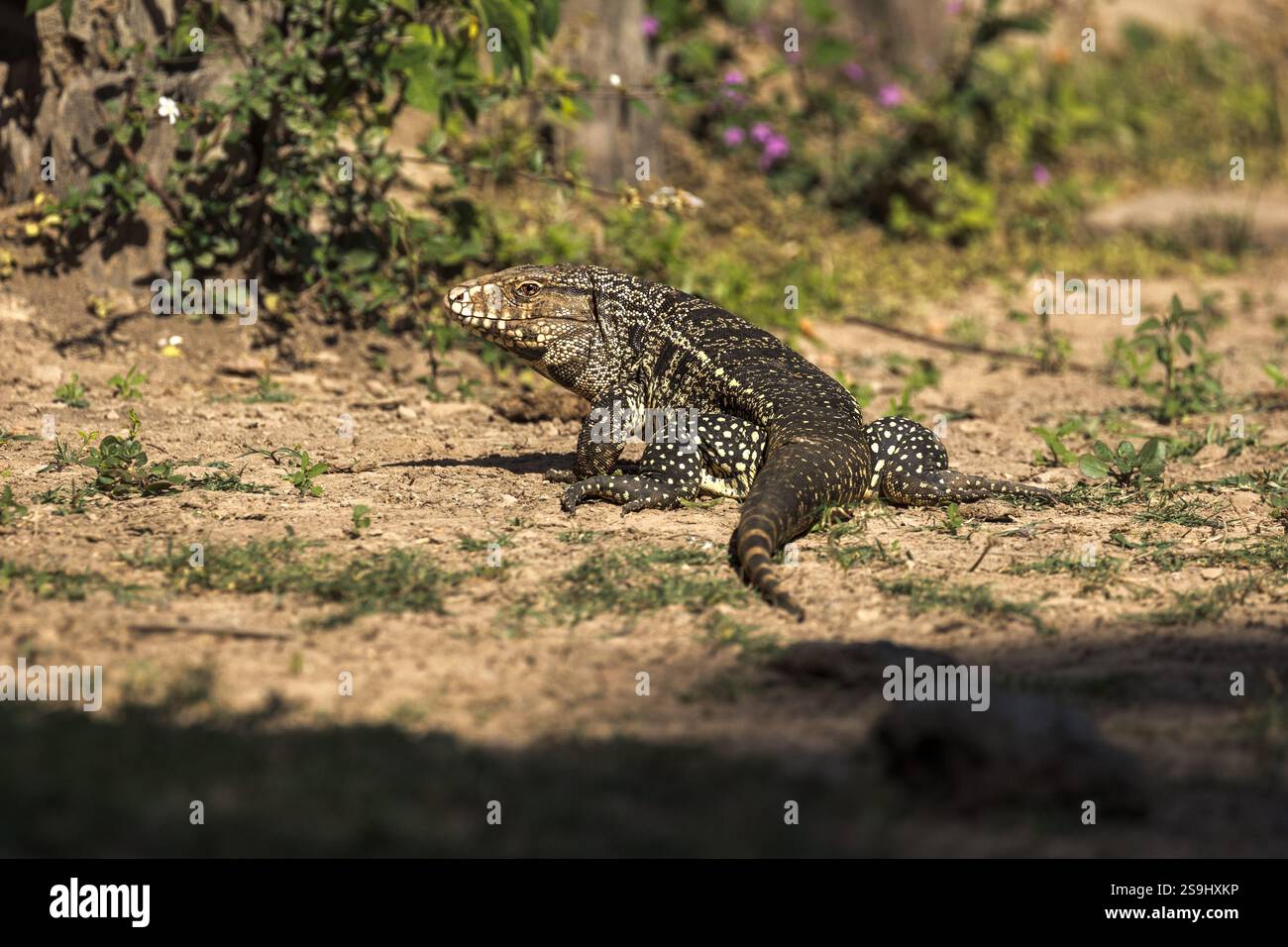 The omnivorous Argentine black and white tegu (Salvator merianae ...
