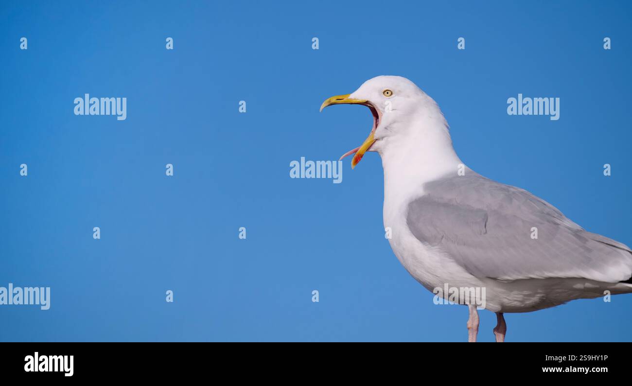 A squawking seagull with mouth open and blue sky. Negative space to left. Picture by Jim Holden ...