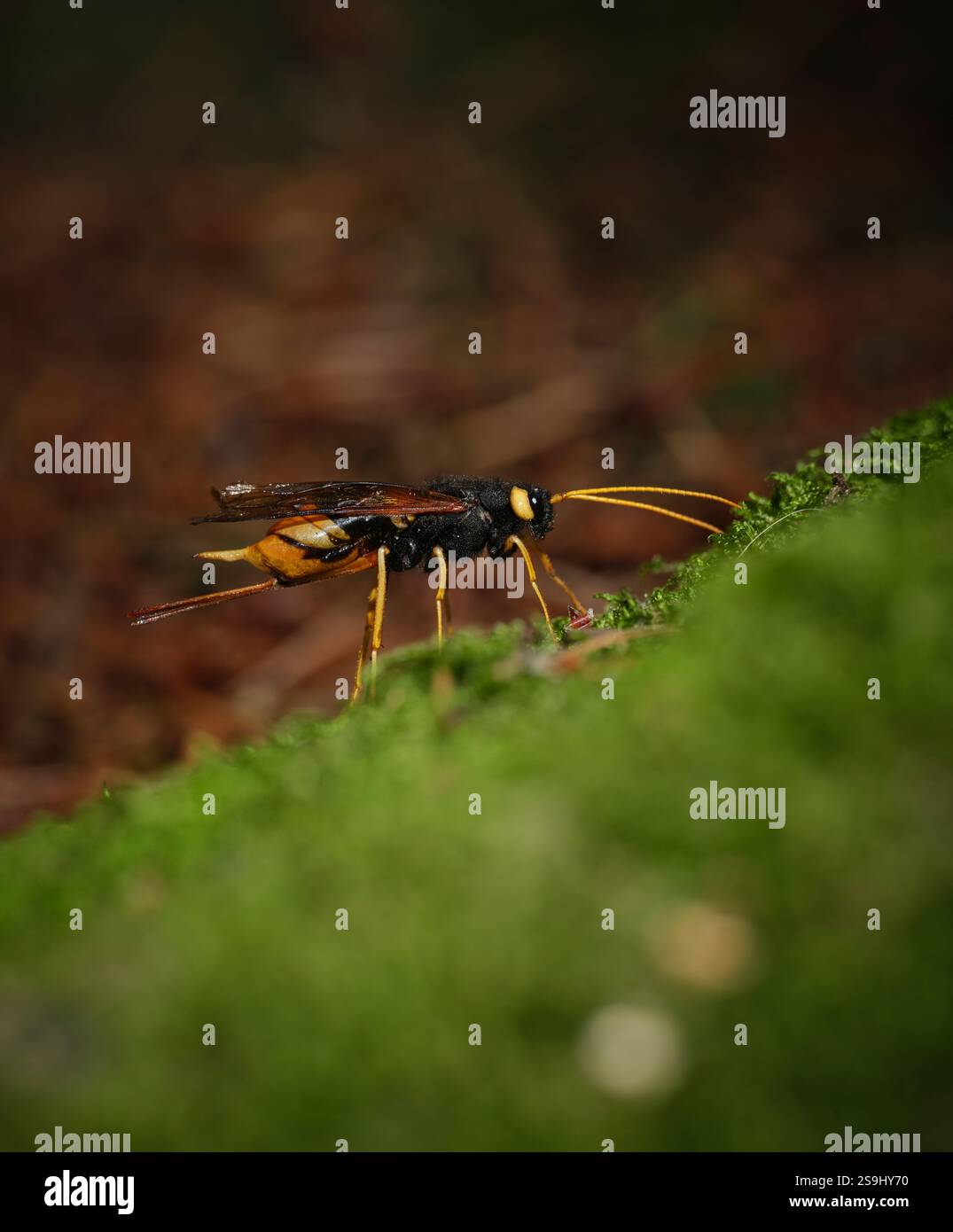 The giant horntail is a massive sawfly that is also known as the 'giant ...