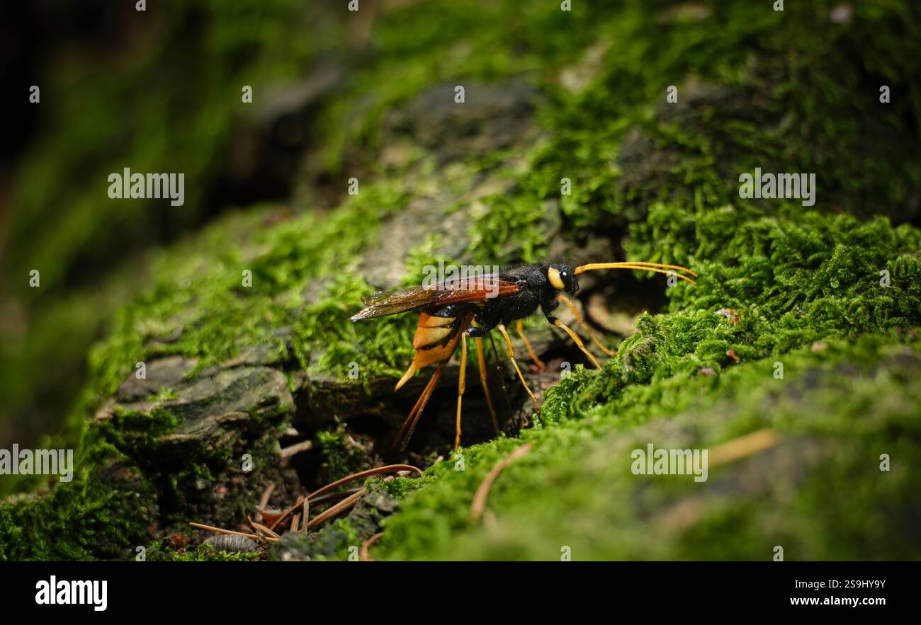 The giant horntail is a massive sawfly that is also known as the 'giant ...