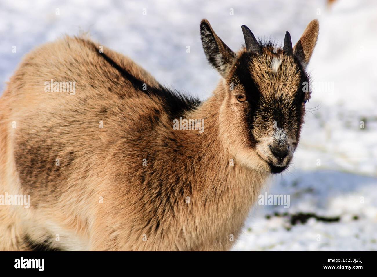 A goat is standing in the snow with its head up. The goat is brown and ...