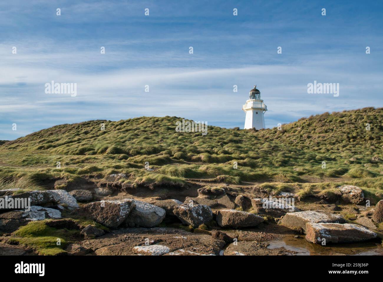 The iconic Waipapa Point Lighthouse emerging above the tussock covered ...