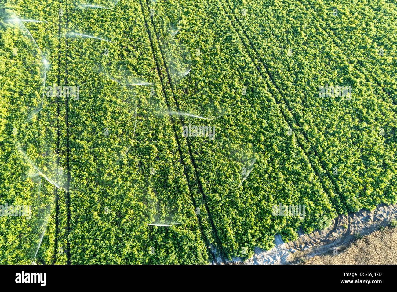 potato field with the sprinkler irrigation system in operation, aerial ...