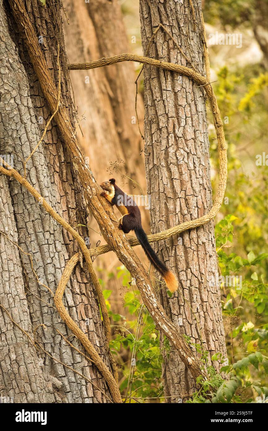 The Indian giant squirrel or Malabar giant squirrel (Ratufa indica ...