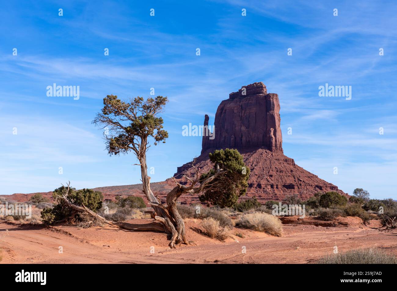 A Juniper Tree with Branches in Three Directions on the Wildcat Trail ...