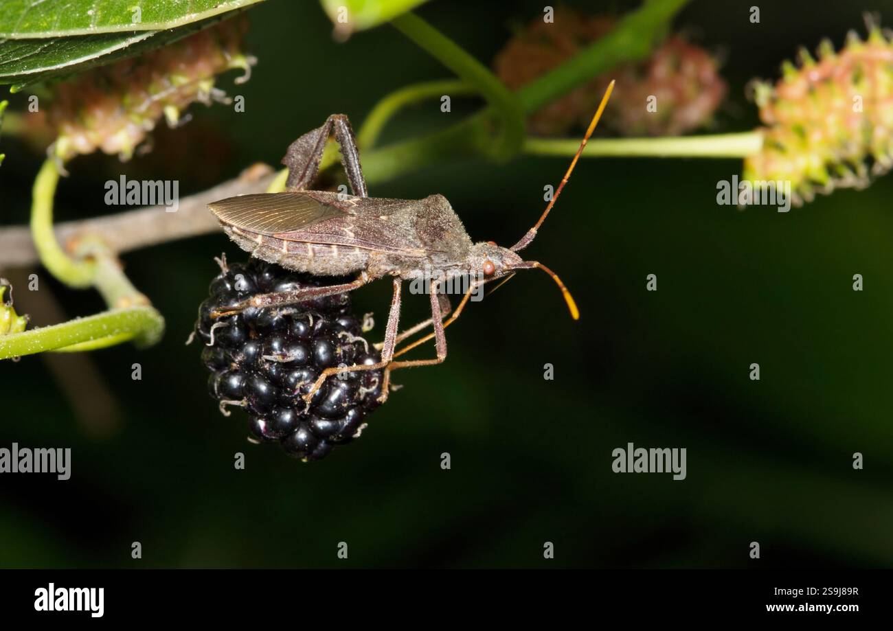 Insects eating crop hi-res stock photography and images - Alamy