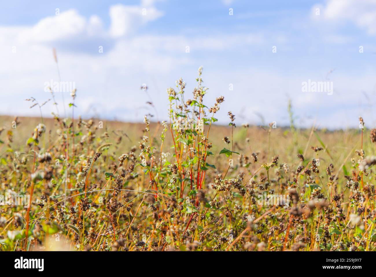 Buckwheat field under a clear sky with wispy clouds on a warm sunny day ...