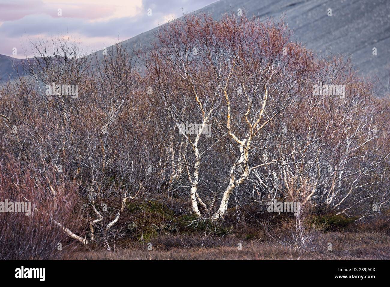 Silver birch trees in woodlands of Iceland country side under twilight ...