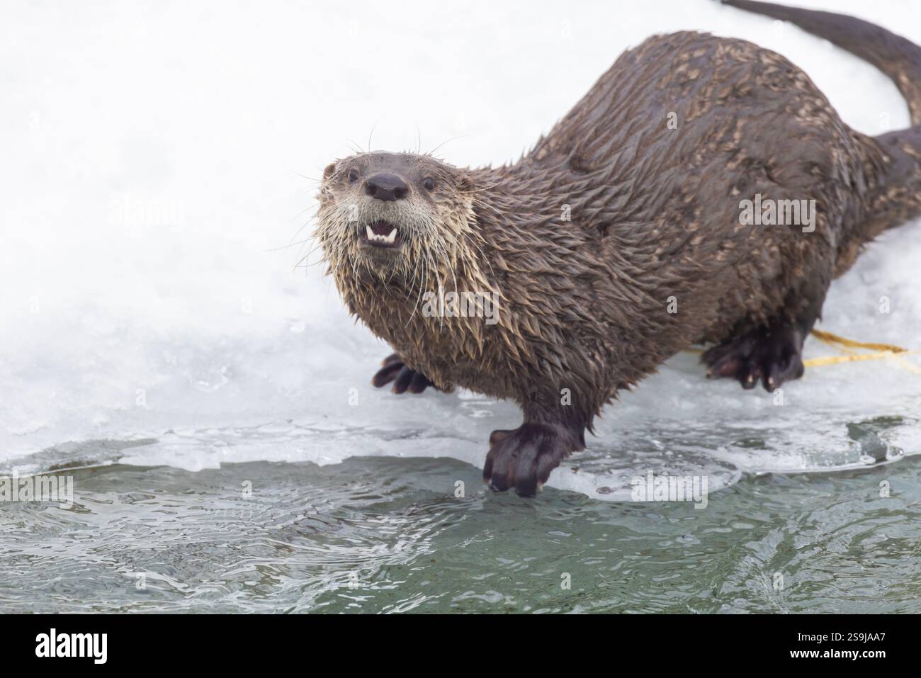 American river otter (Lontra canadensis) in winter Stock Photo - Alamy