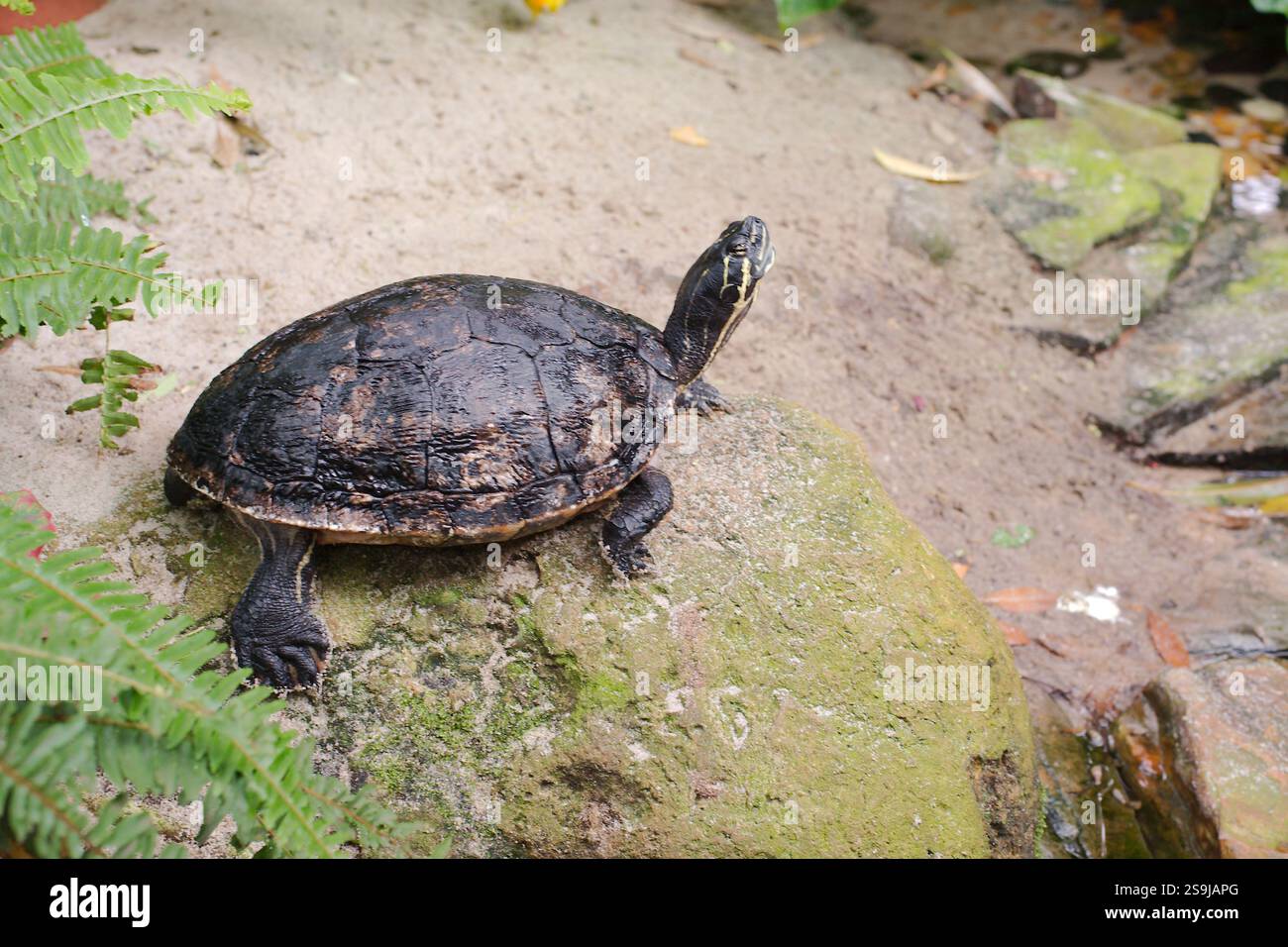 Wide overhead view Florida red-bellied cooter (Pseudemys nelsoni). dark ...