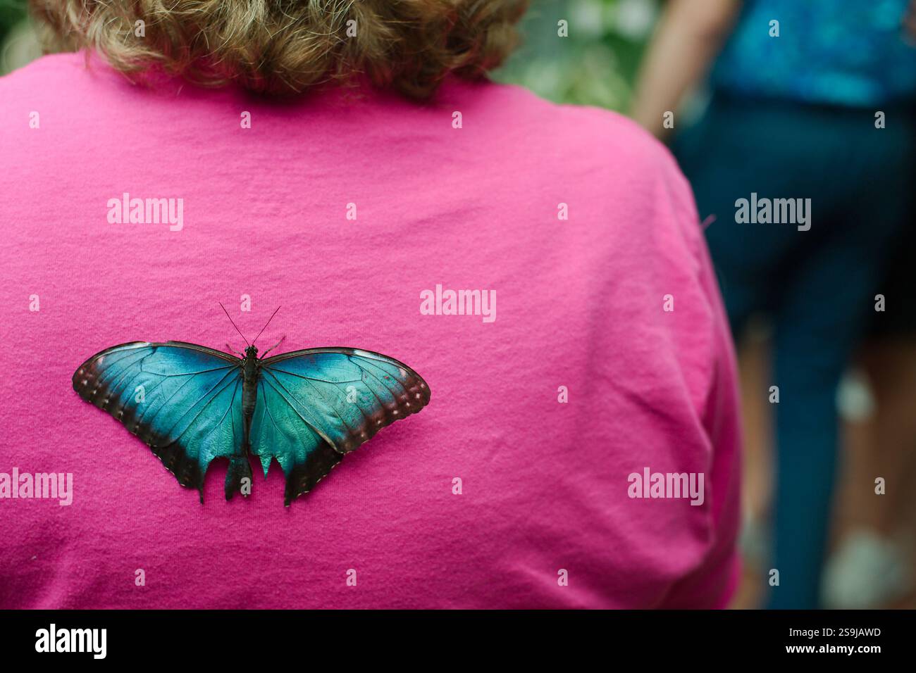 Large vivid iridescent bright blue morpho butterfly with wings spread ...