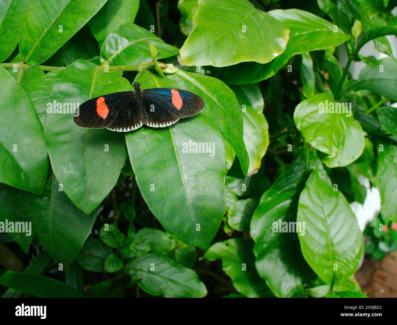 White butterfly subspecies hi-res stock photography and images - Alamy