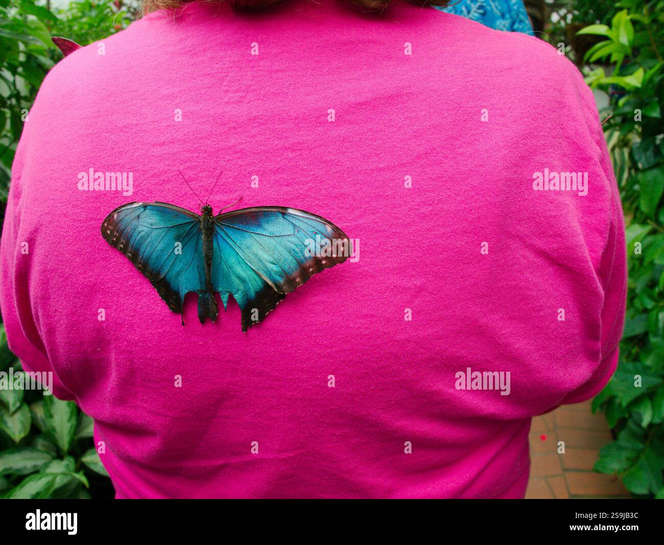 Large vivid iridescent bright blue morpho butterfly with wings spread ...