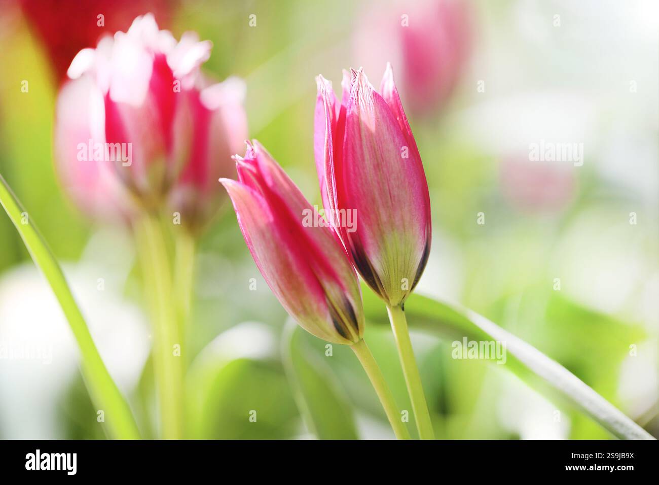 Botanical pink tulips. Floral wallpaper. Flower card. Natural wild form ...