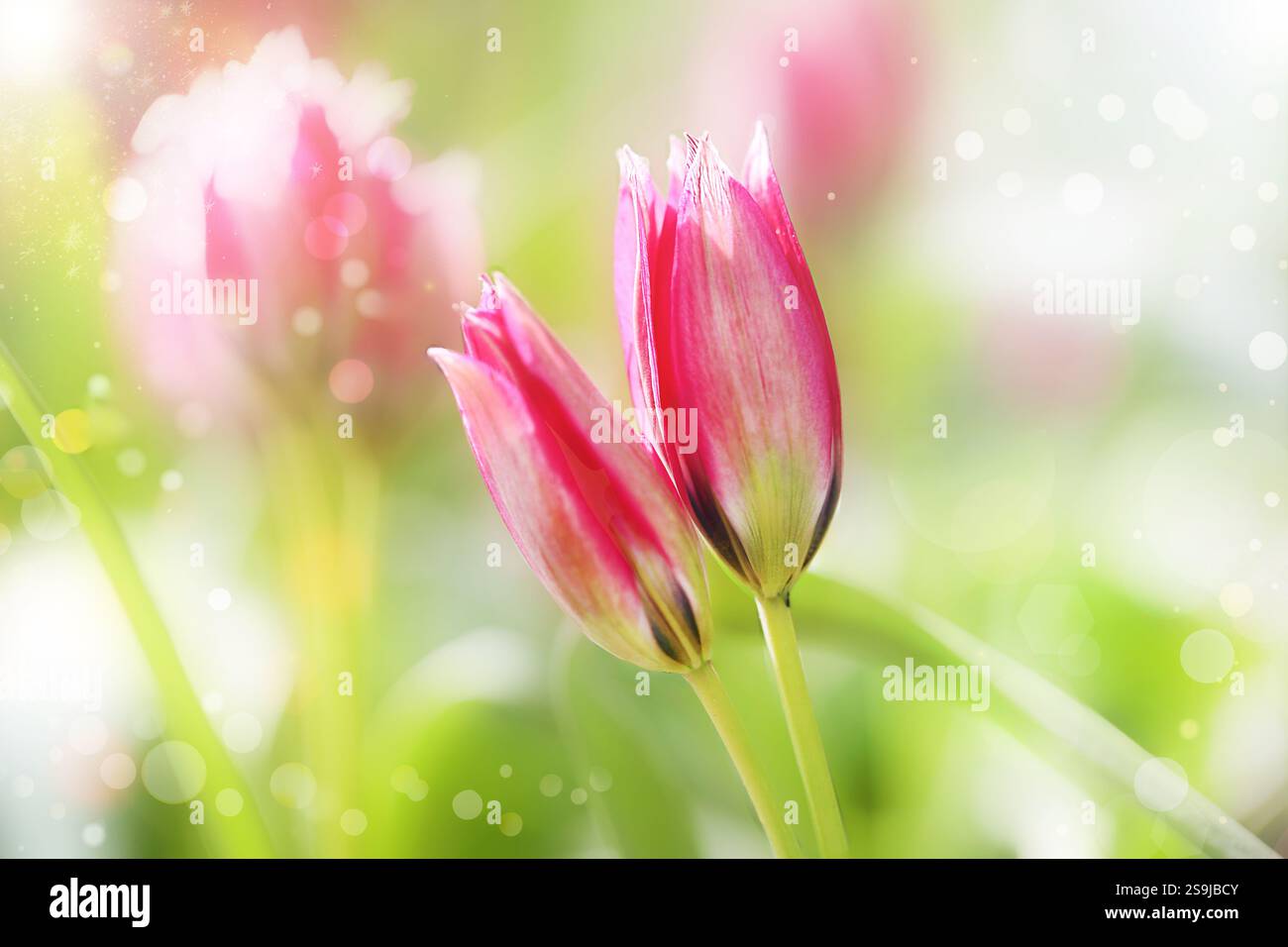 Floral wallpaper. Botanical pink tulips.Flower card. Natural wild form ...