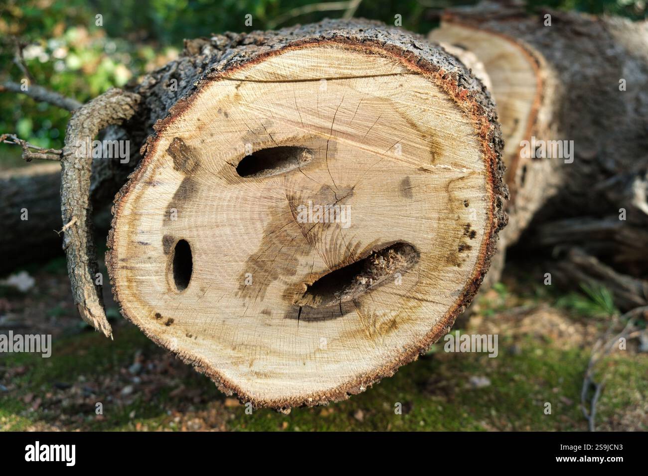 Oak tree log cross-section with natural holes in a Mediterranean oak ...