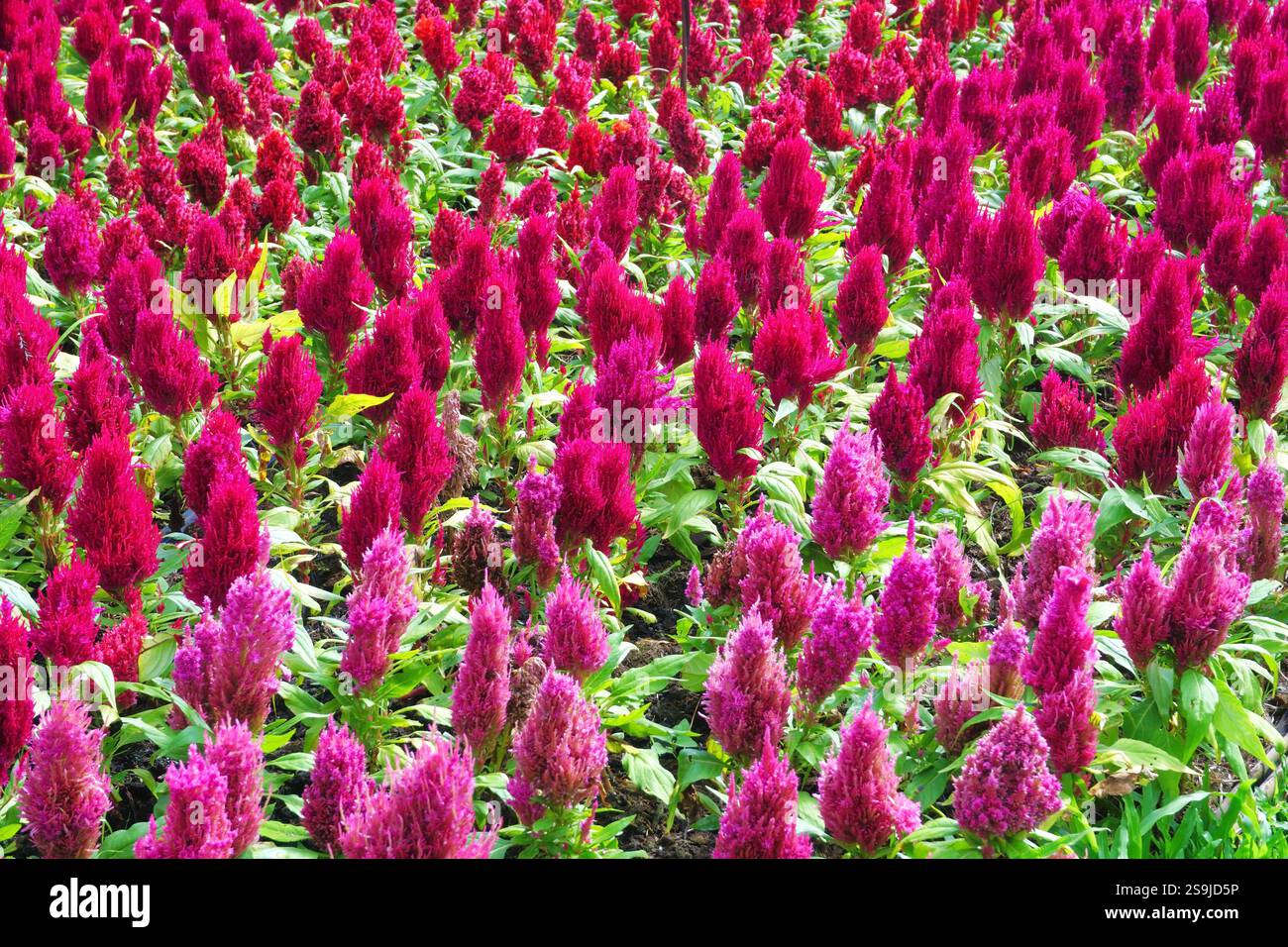 photo of plumed cockscomb in the garden Stock Photo - Alamy