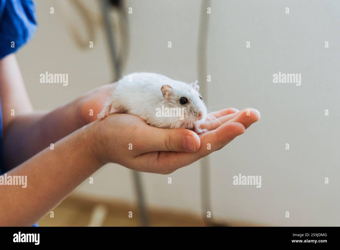 A joyful child shows tender care as she plays with her white hamster in ...