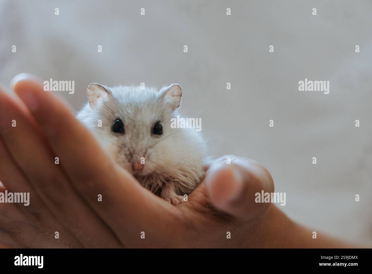 This image portrays the pure joy of a child and her pet hamster bonding ...