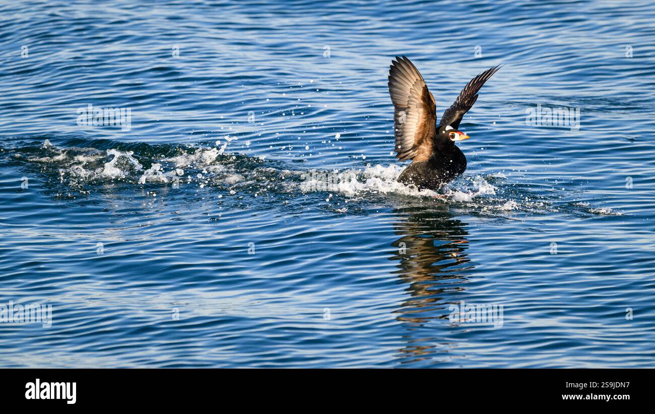 Adult male surf scoter Melanitta perspicillata landing with wings ...
