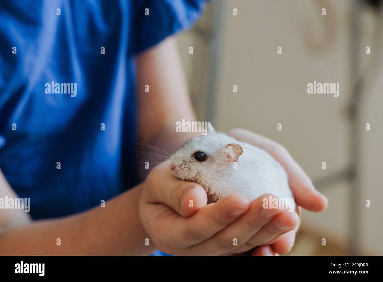 Child feeding a hamster hi-res stock photography and images - Alamy