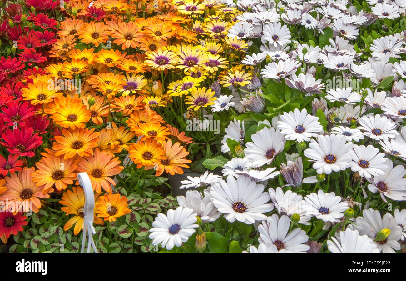 Dimorphotheca ecklonis also known as Cape Marguerite. Plants displayed ...
